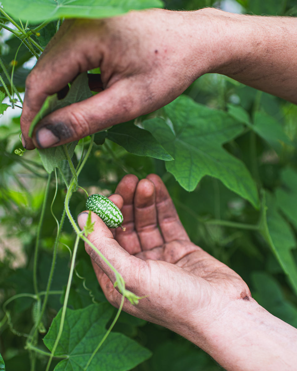 Cucurbits – Franken Farm Seed Company