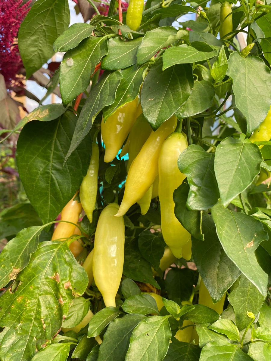 Peppers – Franken Farm Seed Company