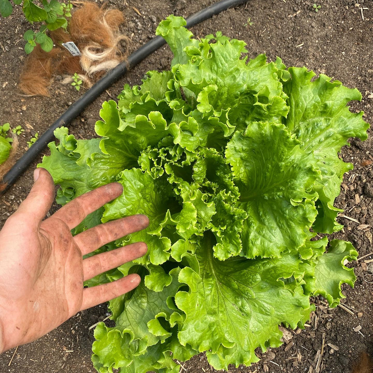 Leafy Vegetables – Franken Farm Seed Company
