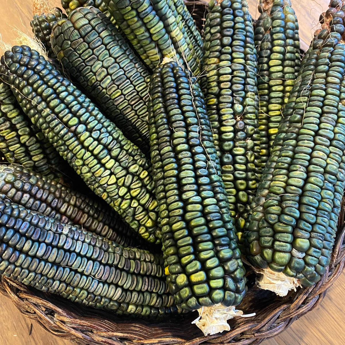 Oaxacan Green Dent Corn – Franken Farm Seed Company