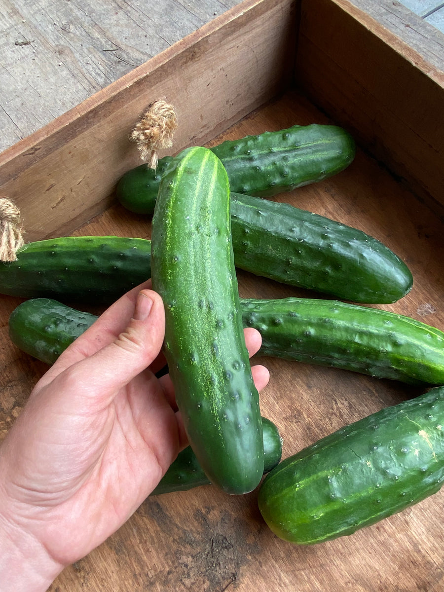 Spacemaster Cucumber – Franken Farm Seed Company