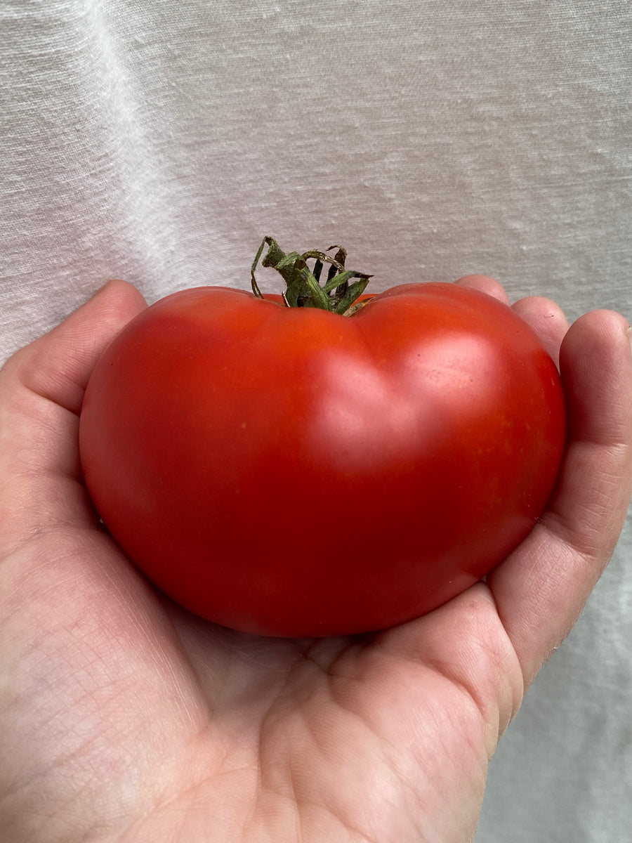 Montreal Tasty Tomato – Franken Farm Seed Company