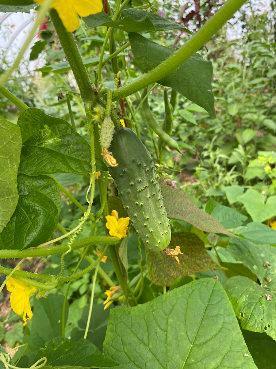 National Pickling Cucumber – Franken Farm Seed Company