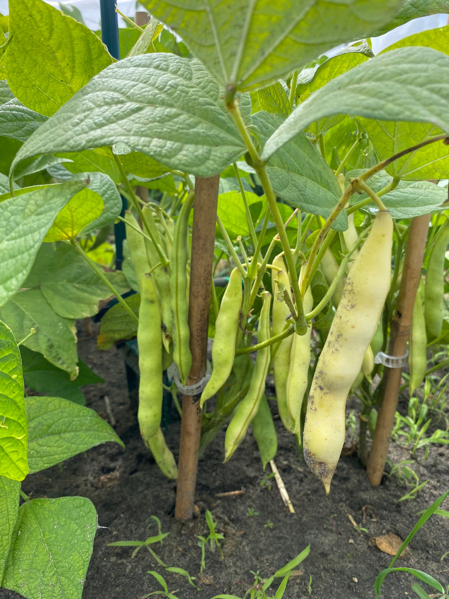 Orca Bush Beans – Franken Farm Seed Company