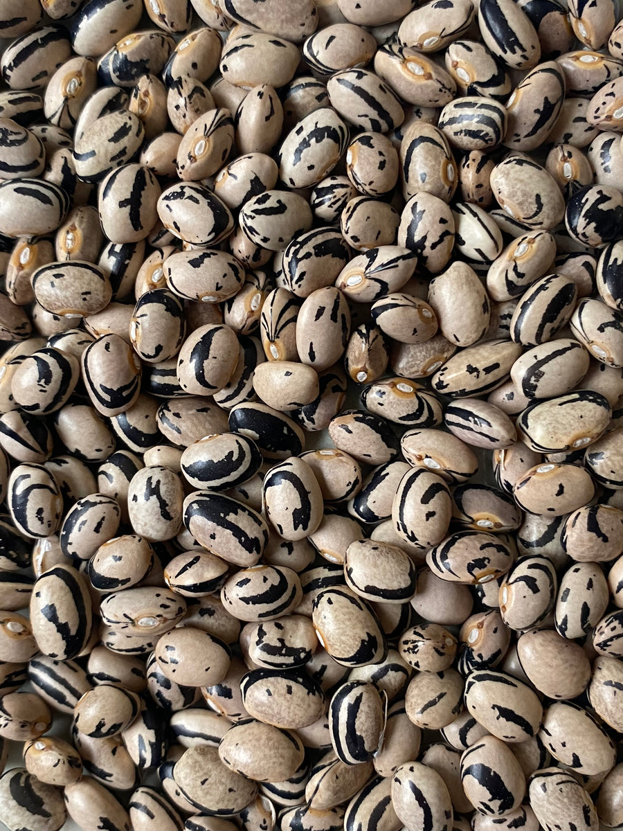 Mother Earth Bean – Franken Farm Seed Company