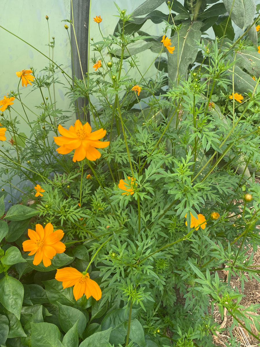 Sunrise Cosmos Flower – Franken Farm Seed Company