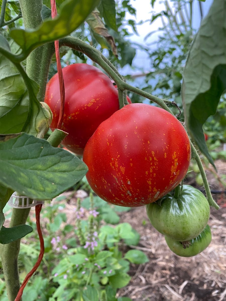 Feuerwerk Tomato – Franken Farm Seed Company