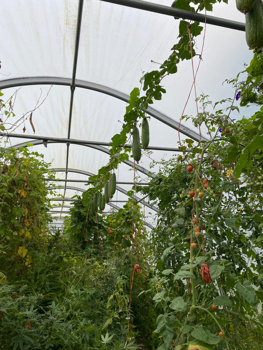 Loofah Plant (Luffa Plant) – Franken Farm Seed Company