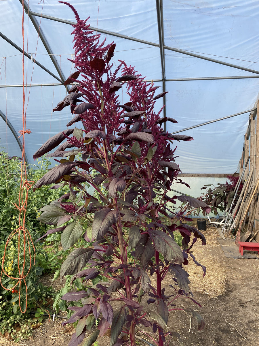 Burgundy Amaranth – Franken Farm Seed Company