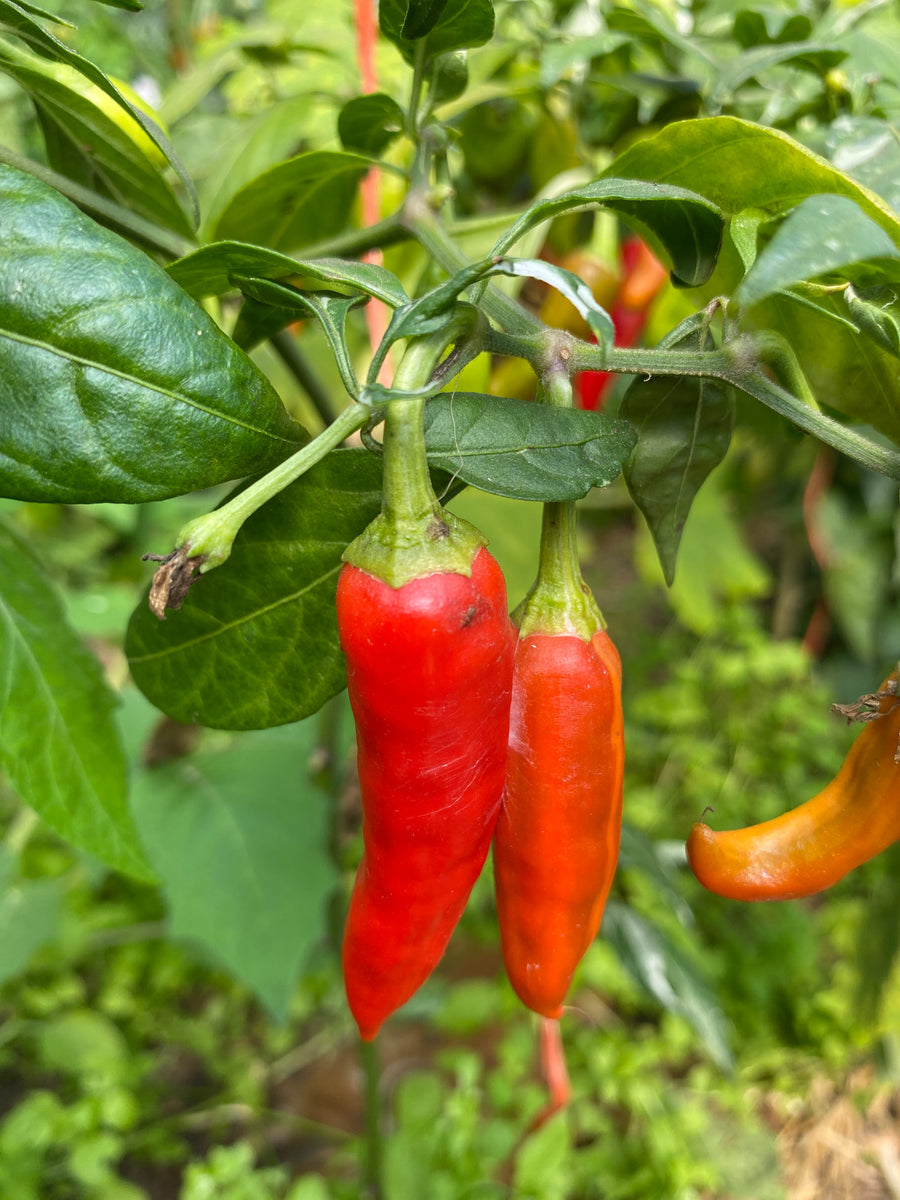 Fish Pepper – Franken Farm Seed Company