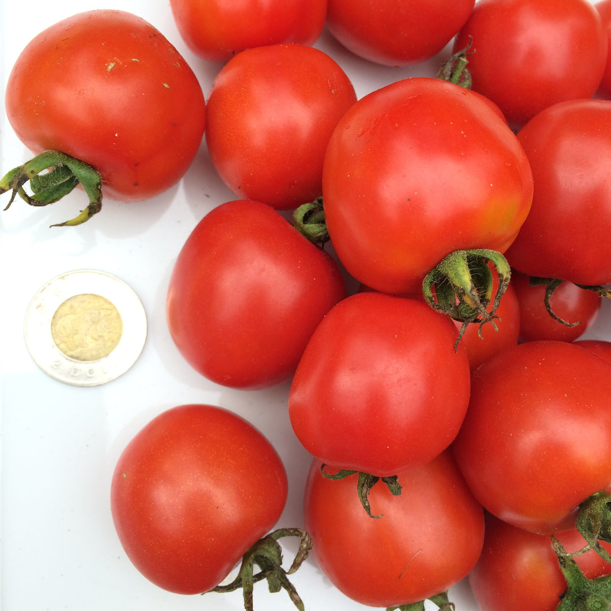 Chadwick Cherry Tomato – Franken Farm Seed Company