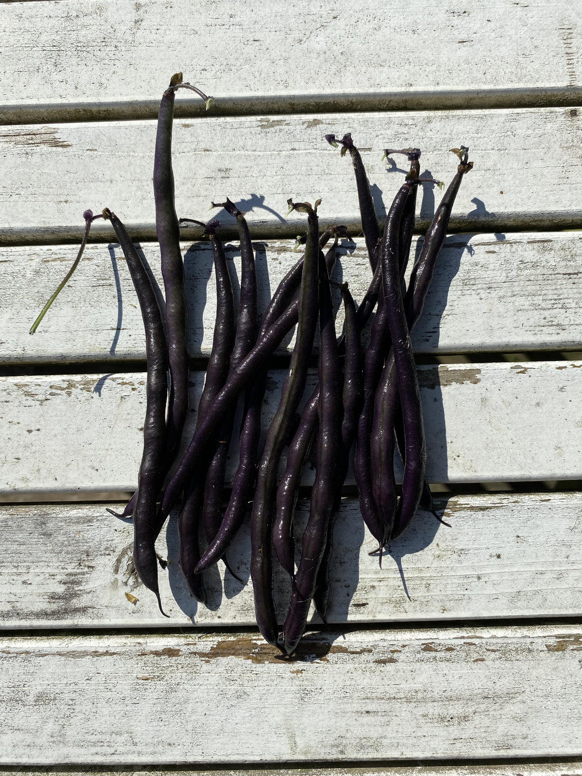 Beans, Peas and Edamame – Franken Farm Seed Company