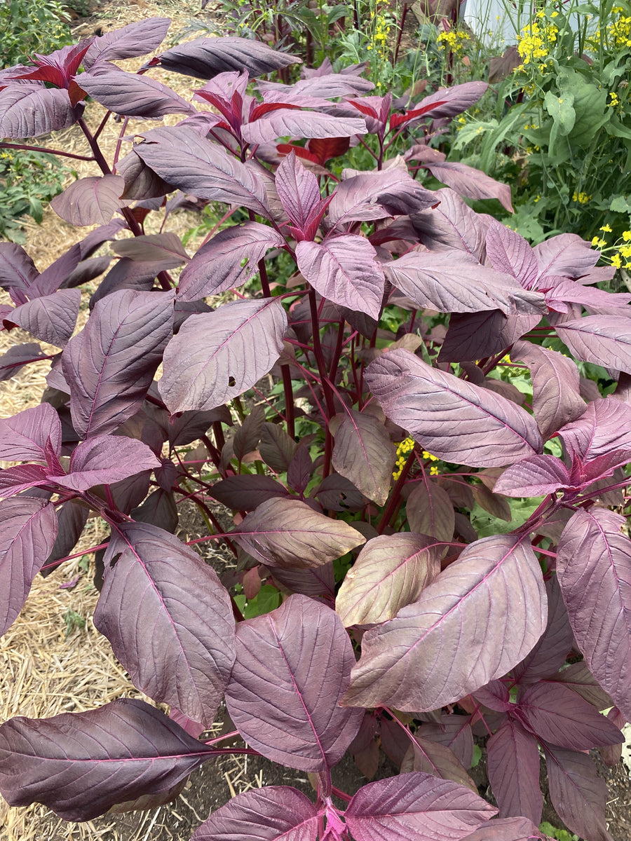 Burgundy Amaranth – Franken Farm Seed Company